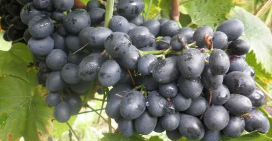 Zašto je crno grožđe dobro jesti u trudnoći | kalorije