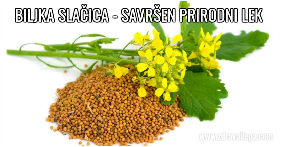Slačica Biljka Izuzetna Kao Začin I Još Bolja Kao Prirodni Lek